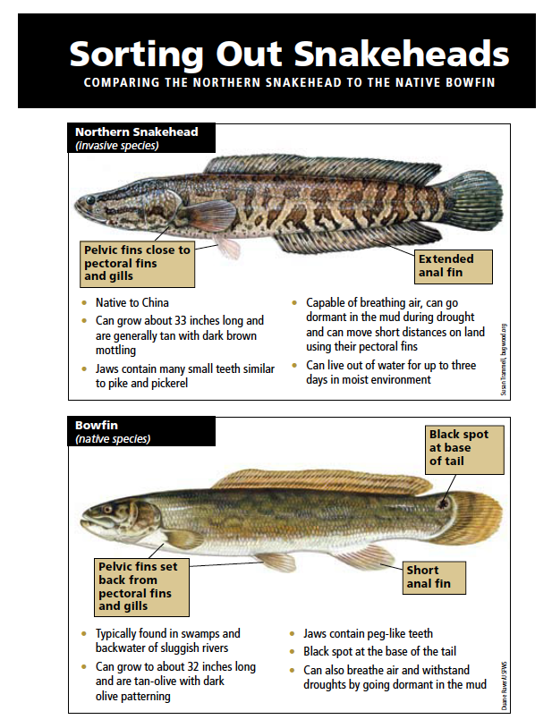 First Confirmed Snakehead Fish Caught in Mississippi Lake - North ...