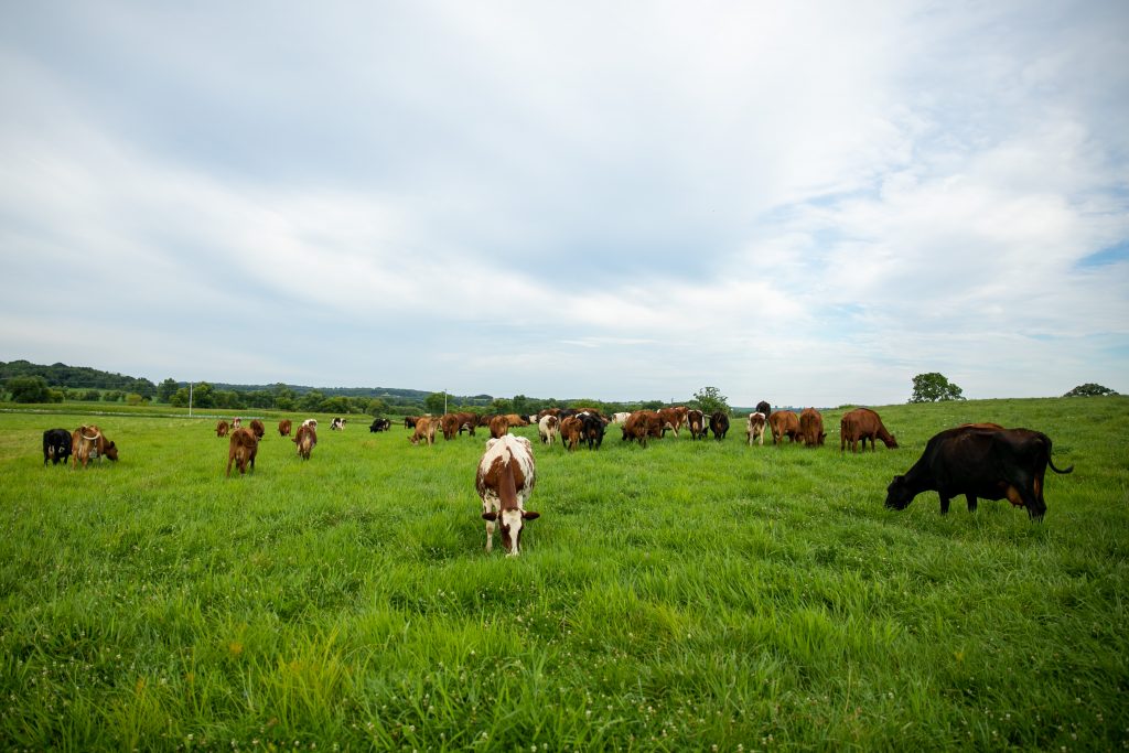 Grassland 2.0 project brings local flavor to the pursuit for more ...